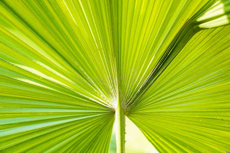 Close-up Nature Green Leaf Texture Background with Light in the Back ...