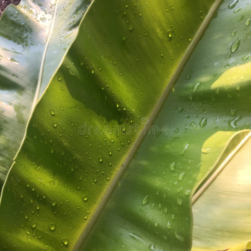 Close-up Nature Green Leaf Texture Background with Light in the Back ...