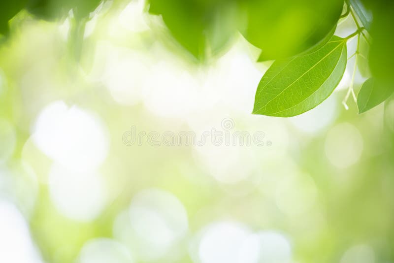 Close Up of Nature View Green Leaf on Blurred Greenery Background Under ...