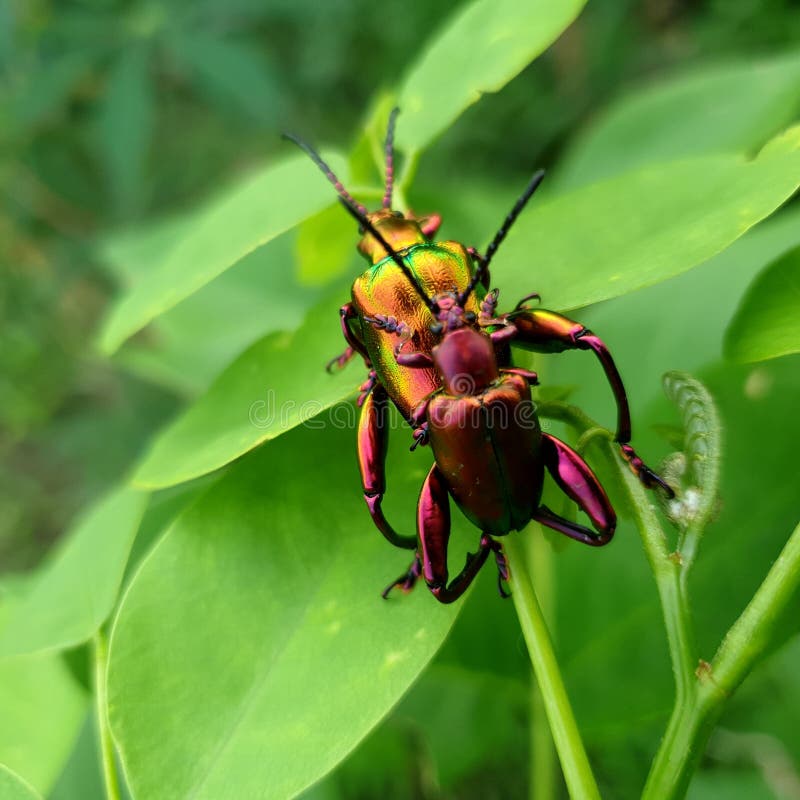 Close Up Nature View of Rainbow Insect Background.Nature Concept ...