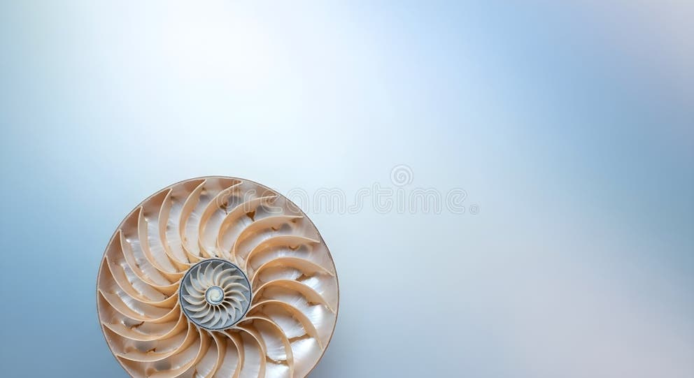 Smaller Smooth Chambers Stock Illustrations – 2 Smaller Smooth Chambers ...