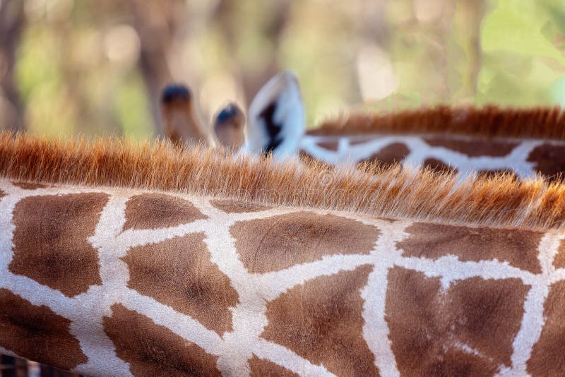Close Up of the Neck of a Giraffe Stock Image - Image of conservation ...