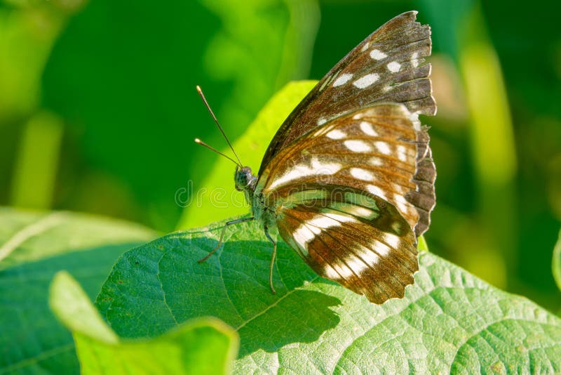 Neptis hylas stock image. Image of wildlife, common - 280571961