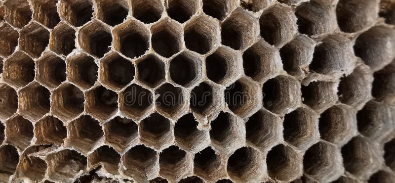 Close-up, Nest of Bees or Wasps, Hexagonal Shape Stock Photo - Image of ...