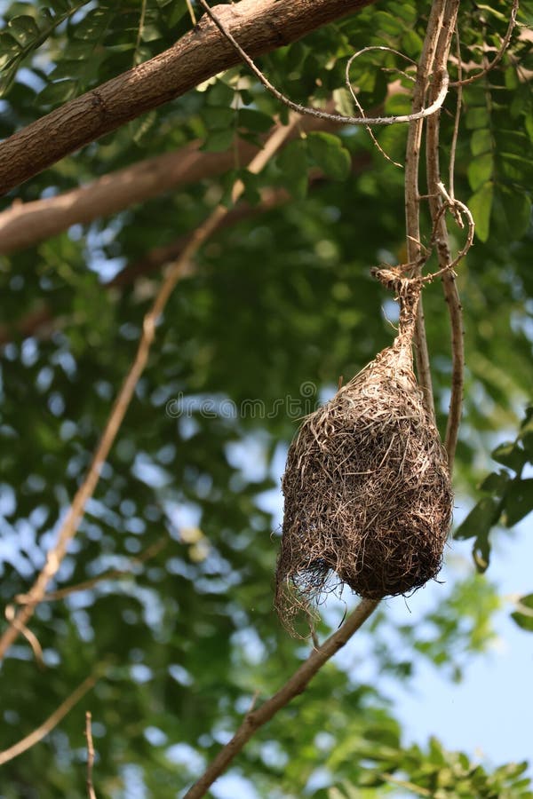 Close Up Nest Bird from Leaf Dry in Nature Garden on Tree Stock Image ...