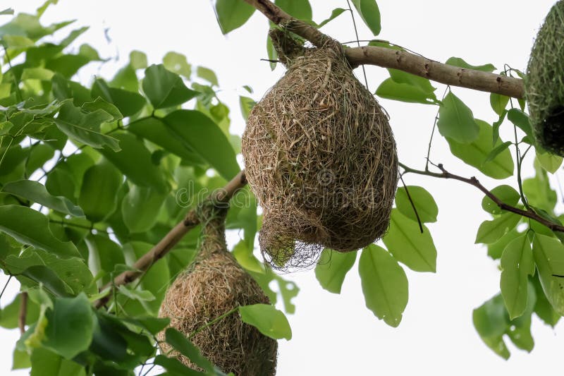 Close Up Nest Bird from Leaf Dry in Nature Garden on Tree Stock Image ...