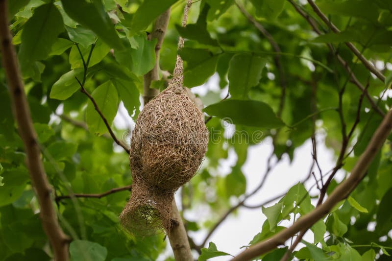Close Up Nest Bird from Leaf Dry in Nature Garden on Tree Stock Photo ...