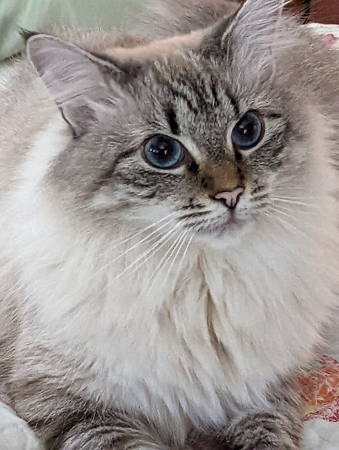 Close Up Neva Masquerade Lynx Point Cat Stock Image - Image of ...