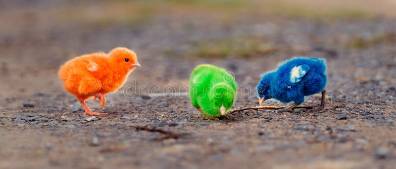 Close Up New Born Chicken Red, Green, Blue Stock Image - Image of ...