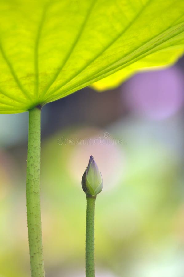 Close up new born of lotus stock image. Image of pure - 47933697