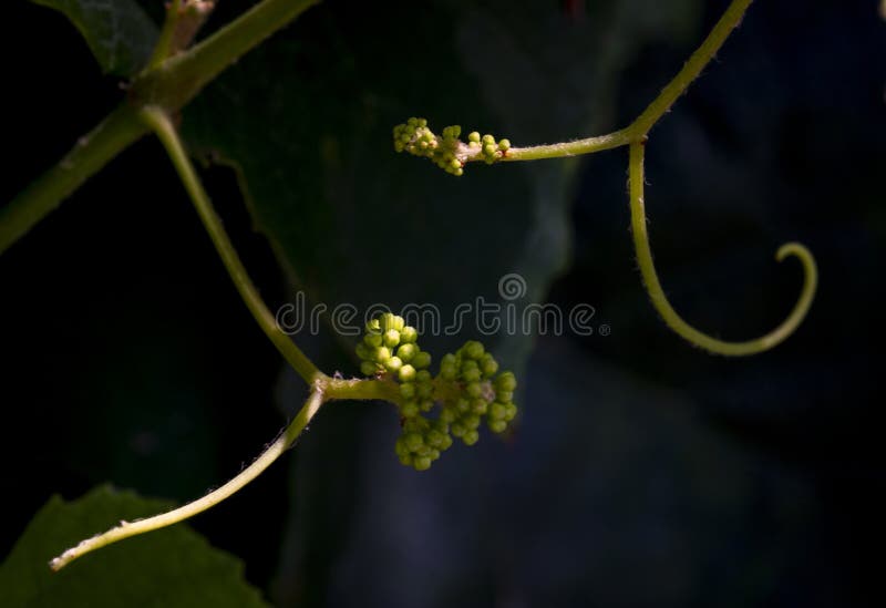 Close-up of New Grape Clusters with Vines and Leaf Background Stock ...