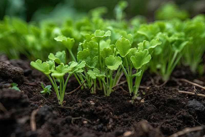 Close-up of New Green Shoots Emerging from the Soil Stock Image - Image ...