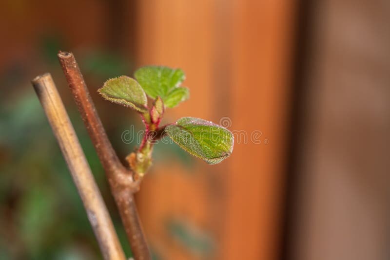 Close Up of New Growth Leaves Sprouting from Old Branches. Stock Image ...