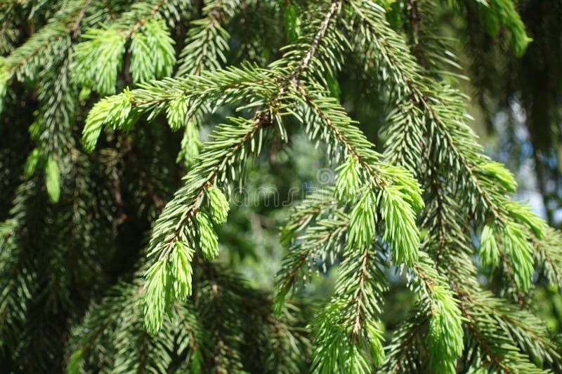 Close Up of New Growth of Picea Abies Stock Photo - Image of green ...