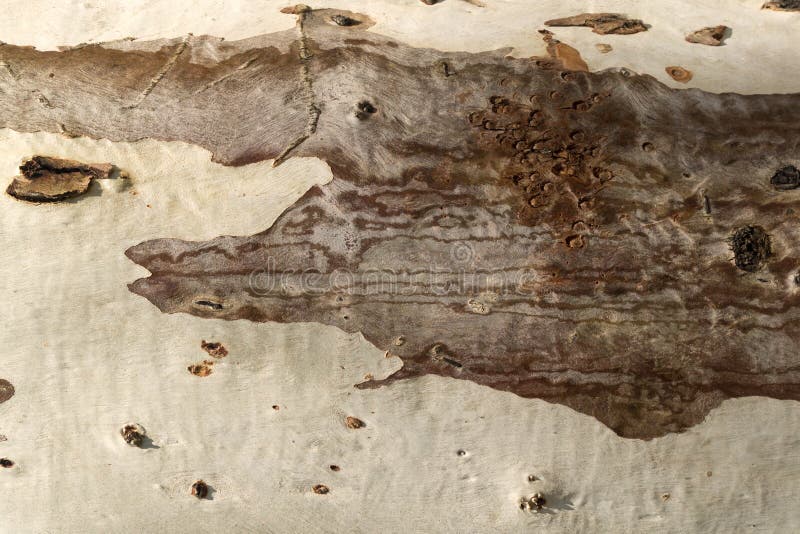 Fresh Eucalyptus Tree Bark Pattern Stock Photo - Image of eucalypt ...