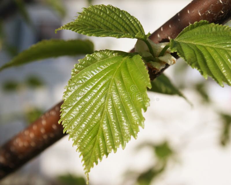 Close Up of New Leaves in Early Spring of the Birch Tree Stock Photo ...