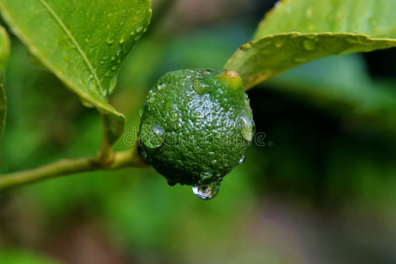 New lime stock image. Image of tree, detail, leafs, garden - 29711079