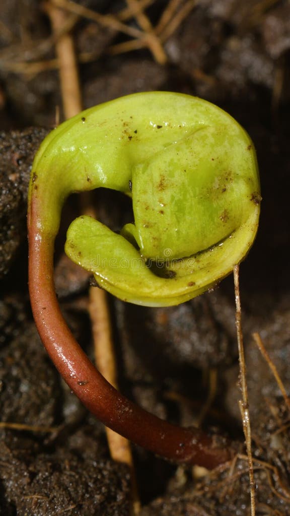 Maple Tree Emerges from Seed. Stock Photo - Image of undefined ...