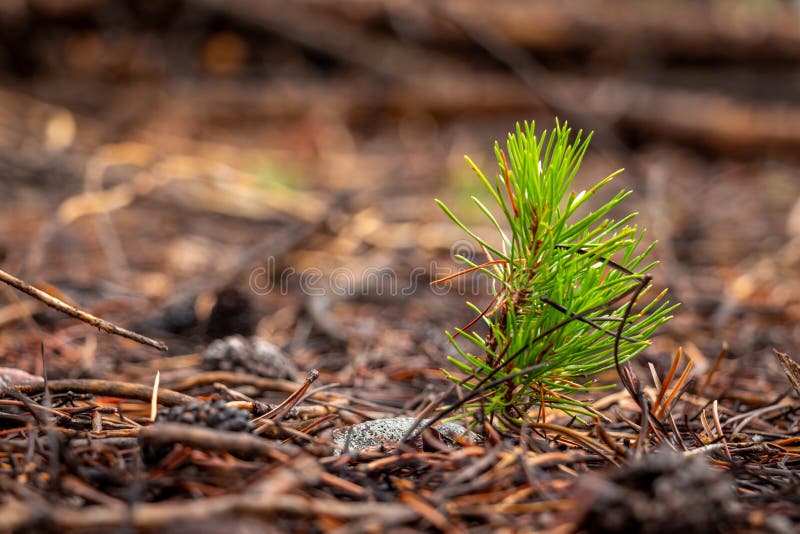 Close Up of a New Pine Tree Bough with Shallow Depth of Field Stock ...
