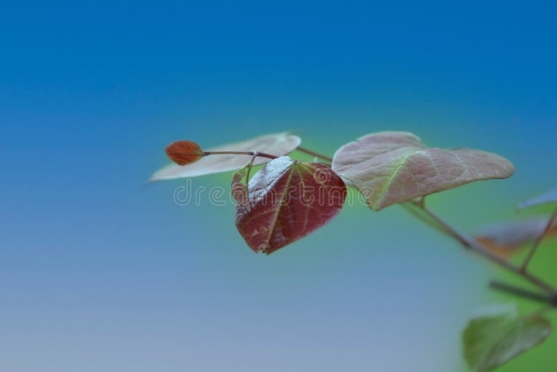 Close Up of New Red Colored Leaves of a Flame Thrower Redbud Tree ...