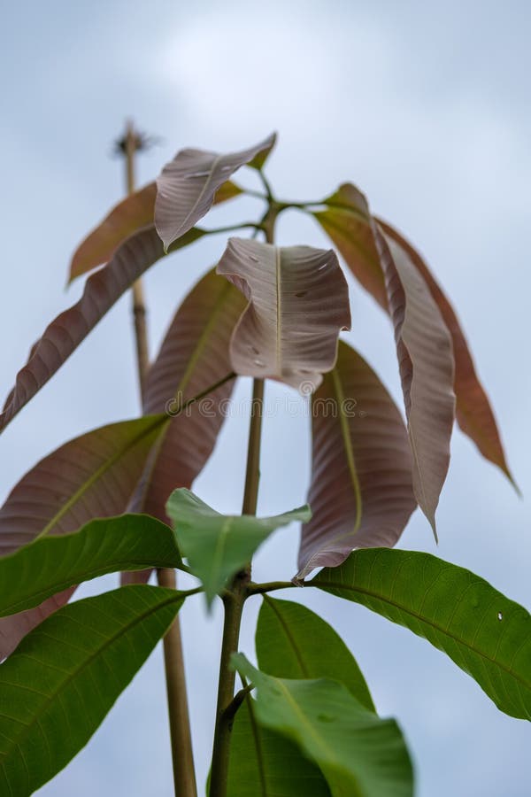 Young Mango Tree Leaves stock photo. Image of agriculture - 372043936