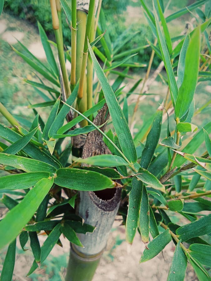 Close-up of New Shoots Growing from Cut Bamboo Stems Stock Photo ...