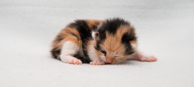 Calico Cat with Newborn Kitten Stock Image - Image of white, pets: 95659269