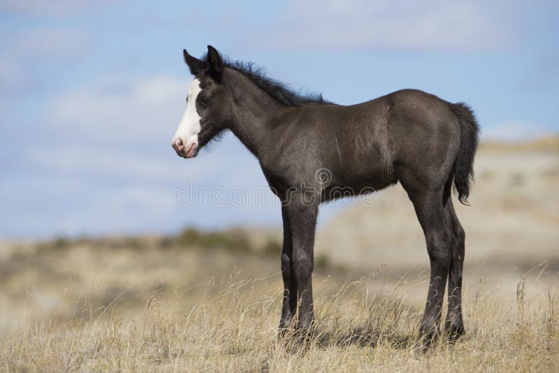 Close-up of newborn colt stock photo. Image of north - 42455040