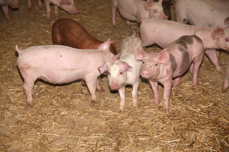 Pink piglets close up. stock image. Image of mammal - 134863359