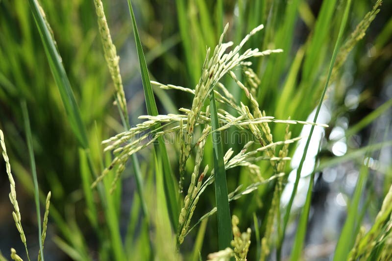 Close Up Newly Planted Paddy Rice Fields in the Countryside of Thailand ...
