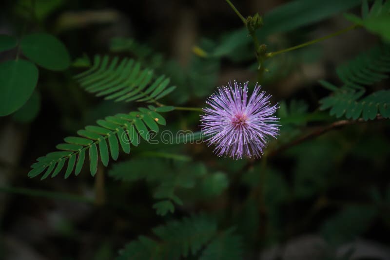 Close up nidikumba flower stock photo. Image of macro - 260741964