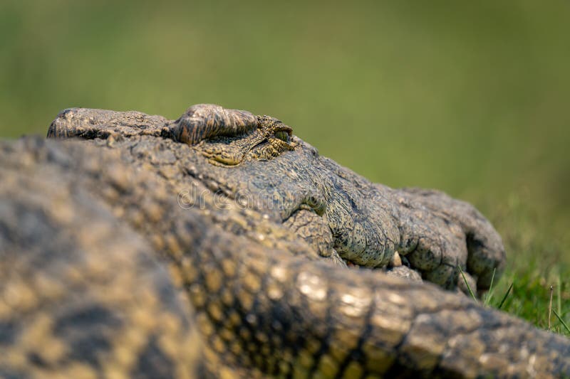 Close-up of Nile Crocodile Lying Looking Back Stock Photo - Image of ...