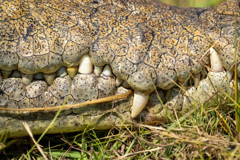 Close-up of Nile Crocodile Teeth in Sunshine Stock Image - Image of ...