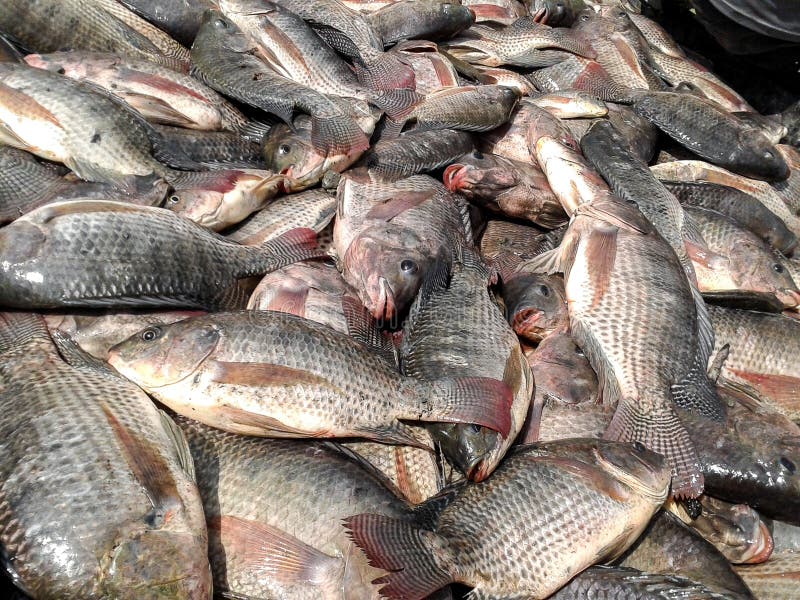 Nile fish stock photo. Image of nature, animal, food - 58552938