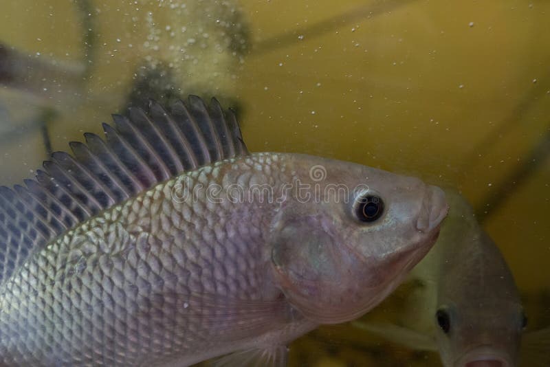 Nile Tilapia, Oreochromis Niloticus in Aquarium Stock Image - Image of ...
