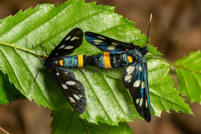 Close Up of a Nine Spotted Moth Amata Phegea with Spread Wings Stock ...