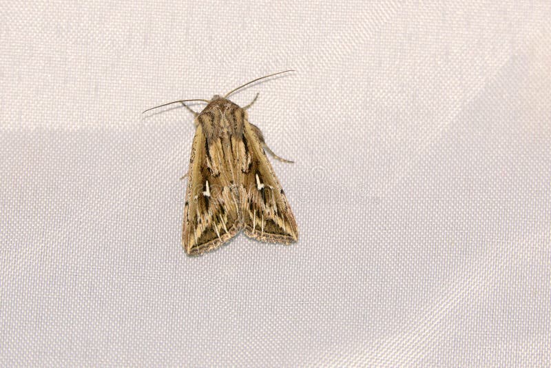 Noctuid moth stock image. Image of noctuid, striation - 250022421