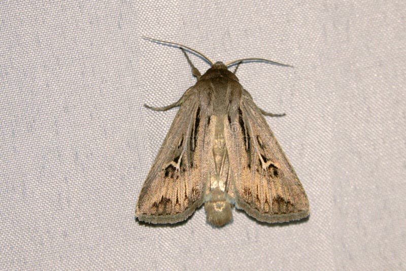 Noctuid moth stock photo. Image of striation, life, noctuidae - 250022464