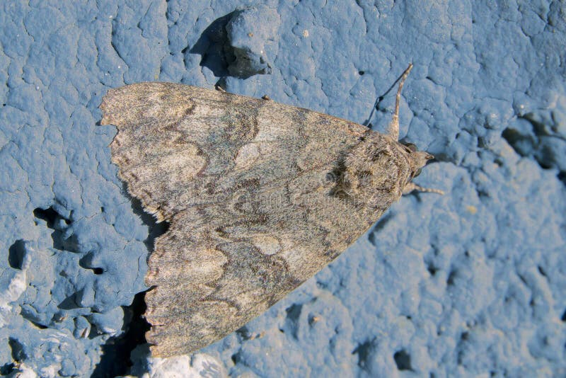 Noctuidae moth stock image. Image of insects, wild, insect - 280550057