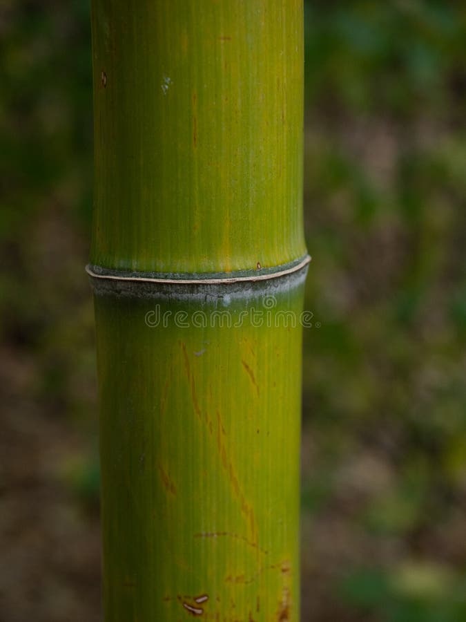 Close Up of a Node on a Bamboo Stem Stock Image - Image of close ...