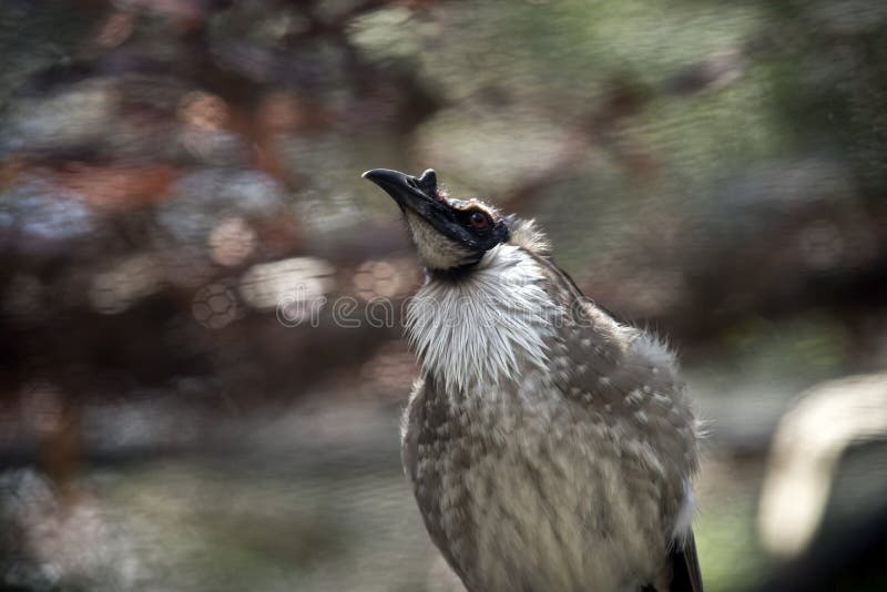 Noisy friar bird stock image. Image of casque, eyebrow - 108912617