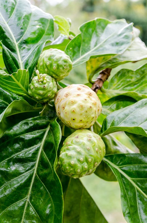 Noni Fruit on the Tree, Noni Stock Photo - Image of leaves, color ...