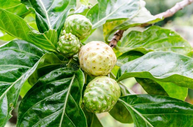 Close Up of Noni Fruit and Leaf Stock Image - Image of plant, leaf ...
