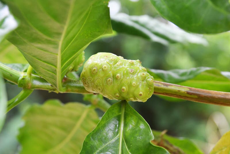 Close-up of Noni or Morinda Citrifolia Tree and Green Leaf Stock Photo ...