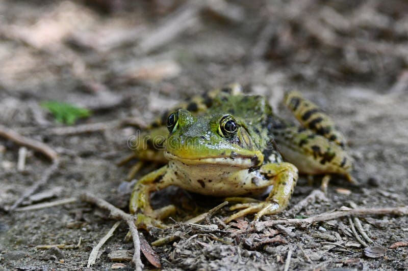 Close Up of a Northern Leopard Frog Stock Photo - Image of america ...