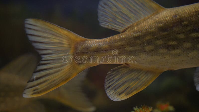 Close-up of Northern Pike Tail Stock Footage - Video of predator ...
