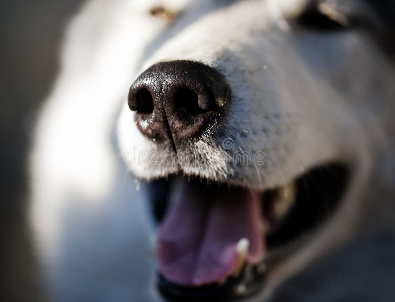 Close-up Nose Siberian Husky Stock Photo - Image of detail, domestic ...