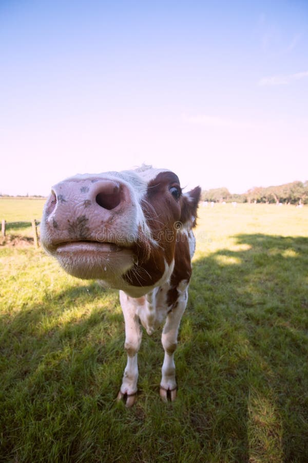 Close up nose cow stock image. Image of rural, summer - 61028873