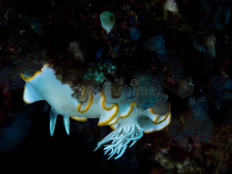 Close Up of Nudibranch. White with Yellow Edges Stock Image - Image of ...