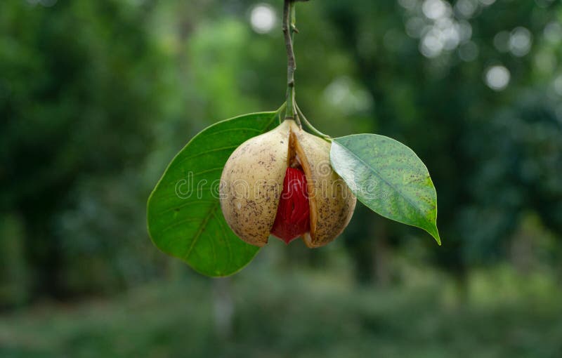 Close Up of Nutmeg in the Tree Stock Photo - Image of medicine, fresh ...